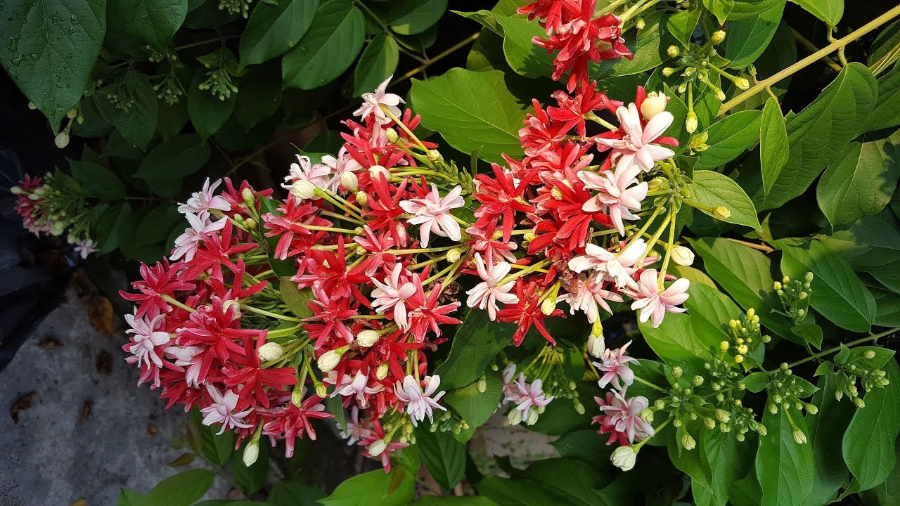 Madhumalti Rangoon Creeper Flowering Plant How To Grow Care And Madhumalti Rangoon Creeper Flowering Plant How To Grow Care And