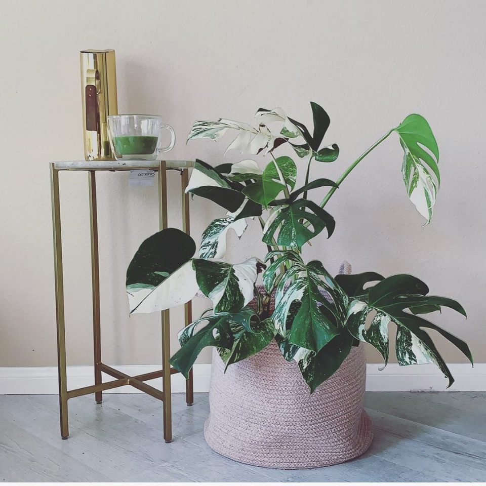 Variegated Monstera - A Closer Look at the New Trending Houseplant ...