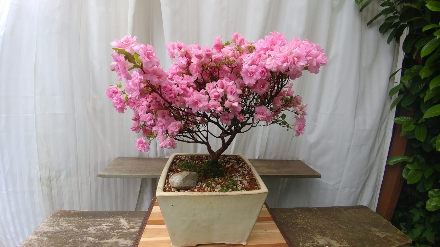 Rosebud Azalea: The Rosy-Pink Blooms of Spring - Greenkosh