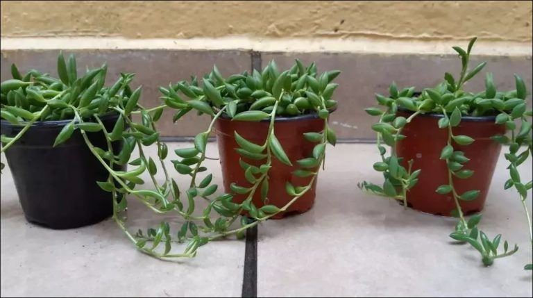 String of Dolphins: Low maintenance Hanging Succulent Plant - Greenkosh