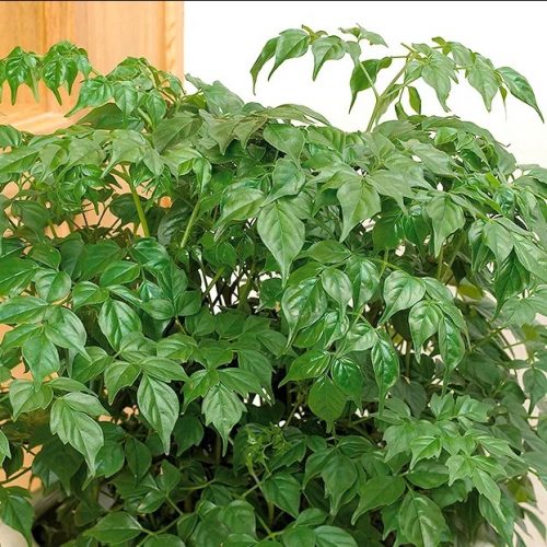Schefflera‌ ‌propagation‌: Different methods & steps to regrow your ...