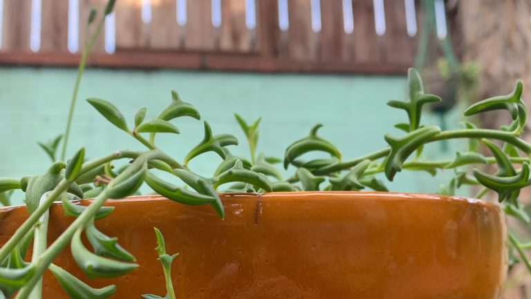 Know-How to Propagate 'String of Dolphins' Plant - Greenkosh