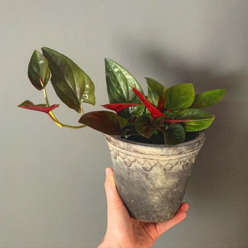 Types of Syngonium Plant: Attractive Varieties With Different Foliage ...