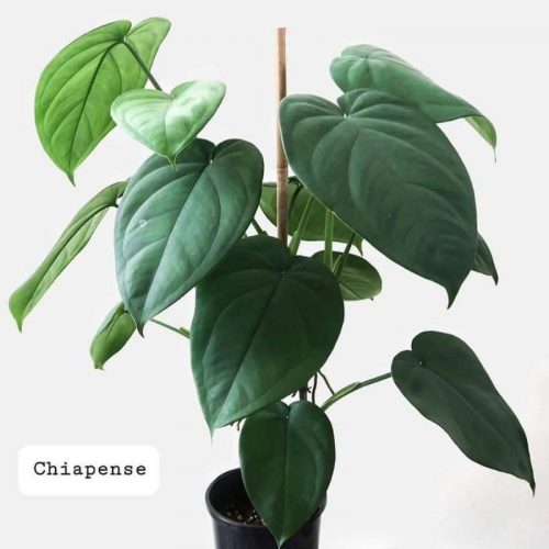 Types of Syngonium Plant: Attractive Varieties With Different Foliage ...
