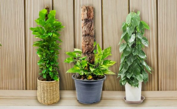 Types of Syngonium Plant: Attractive Varieties With Different Foliage ...