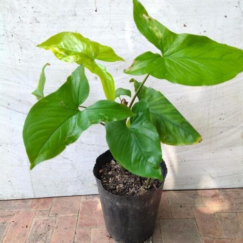 Types of Syngonium Plant: Attractive Varieties With Different Foliage ...