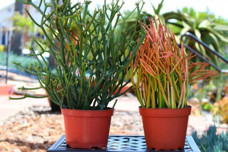 Firestick plant: Know the Benefits, Best Caring and Propagation Tricks ...
