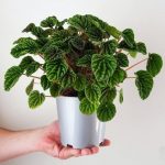 Ripple Peperomia (Peperomia Caperata) Guide for every Peperomia lovers ...