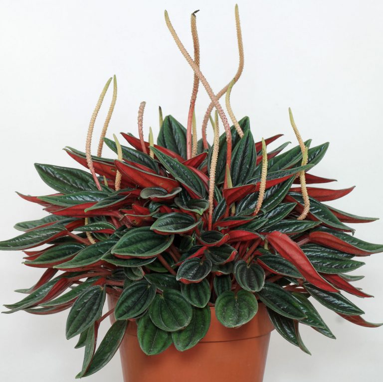 Ripple Peperomia (Peperomia Caperata) Guide for every Peperomia lovers ...