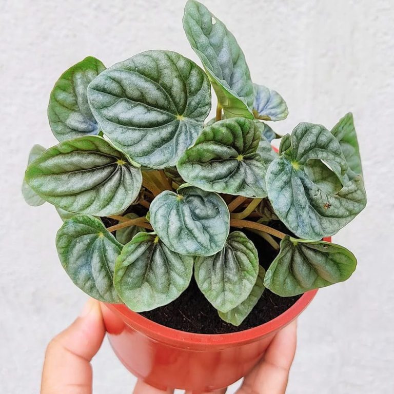 Ripple Peperomia (Peperomia Caperata) Guide for every Peperomia lovers ...