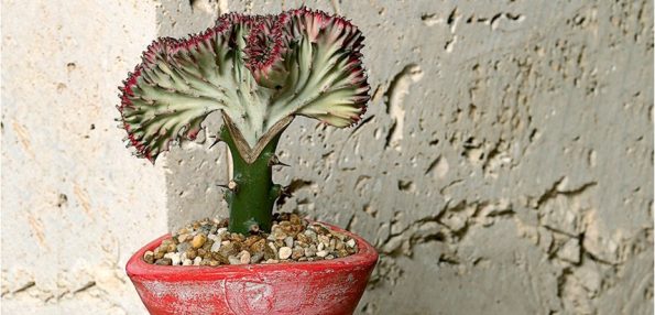 Coral Cactus - Things to Know About This Succulent: Tips, Care & Much ...