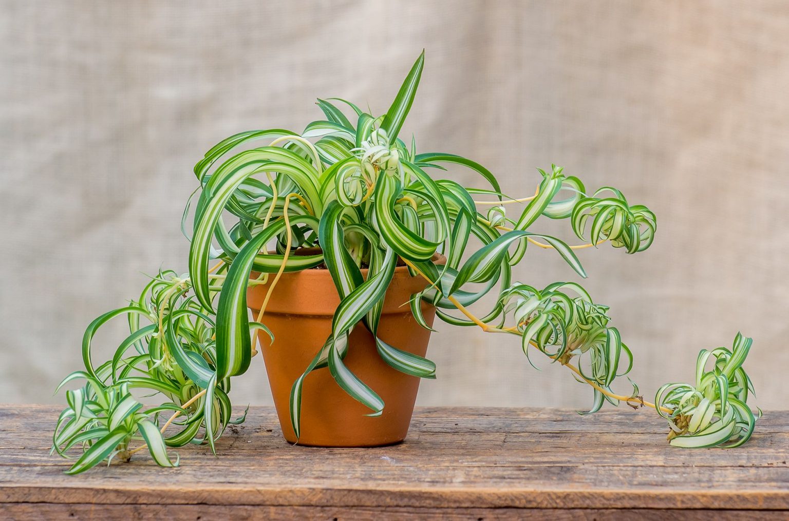 Propagate Spider Plant: 3 Easy Techniques That Work Like Miracle ... Propagate Spider Plant: 3 Easy Techniques That Work Like Miracle ...