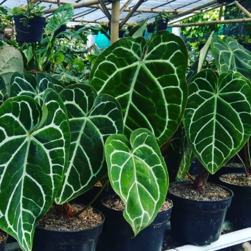 Blue Smoke Cactus: Tips to Grow this Unique Cactus at Home - Greenkosh