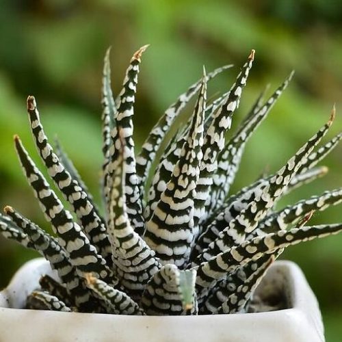 Include These 7 Haworthia Plant Varieties (Or Types) to Enhance Your ...