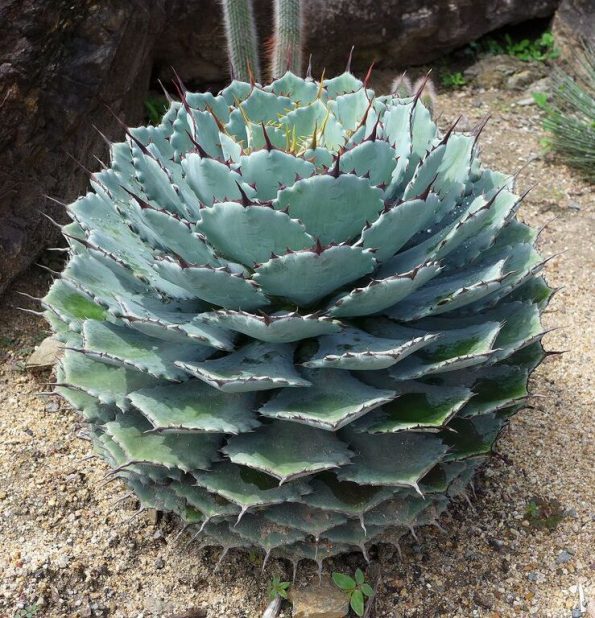 Famous Types of Agave Plants and Varieties along with their Uses ...
