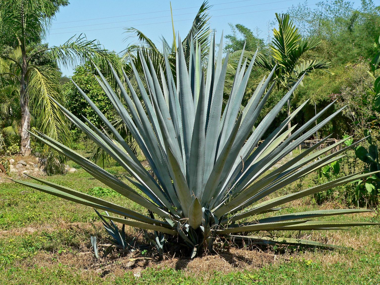 Famous Types of Agave Plants and Varieties along with their Uses ...