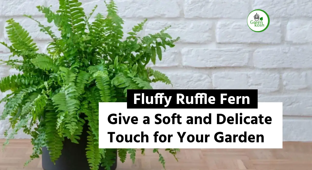 The Fluffy Ruffle Fern: A Soft and Delicate Touch for Your Garden ...