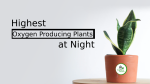 Highest Oxygen Producing Plants at Night: The Top CAM Plants for a ...