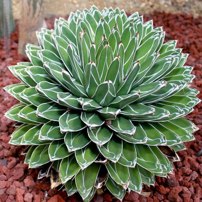 Famous Types of Agave Plants and Varieties along with their Uses ...