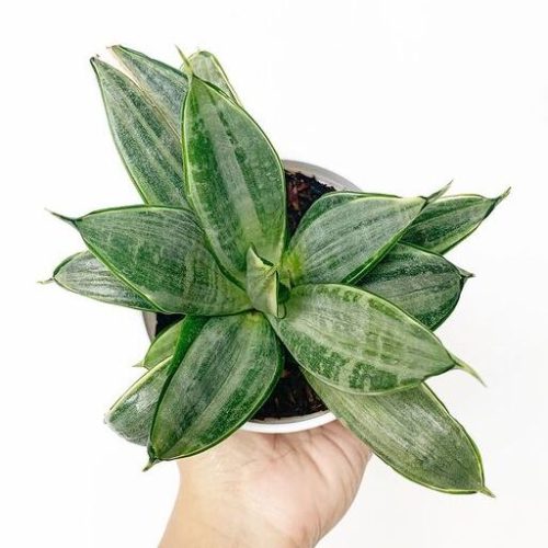 The different faces of Sansevieria Hahnii: Popular varieties to try ...