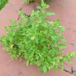Different Varieties & Types of Basil (Tulsi): Understanding their ...