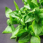 Different Varieties & Types of Basil (Tulsi): Understanding their ...