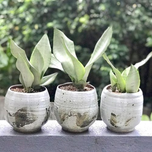 The different faces of Sansevieria Hahnii: Popular varieties to try ...