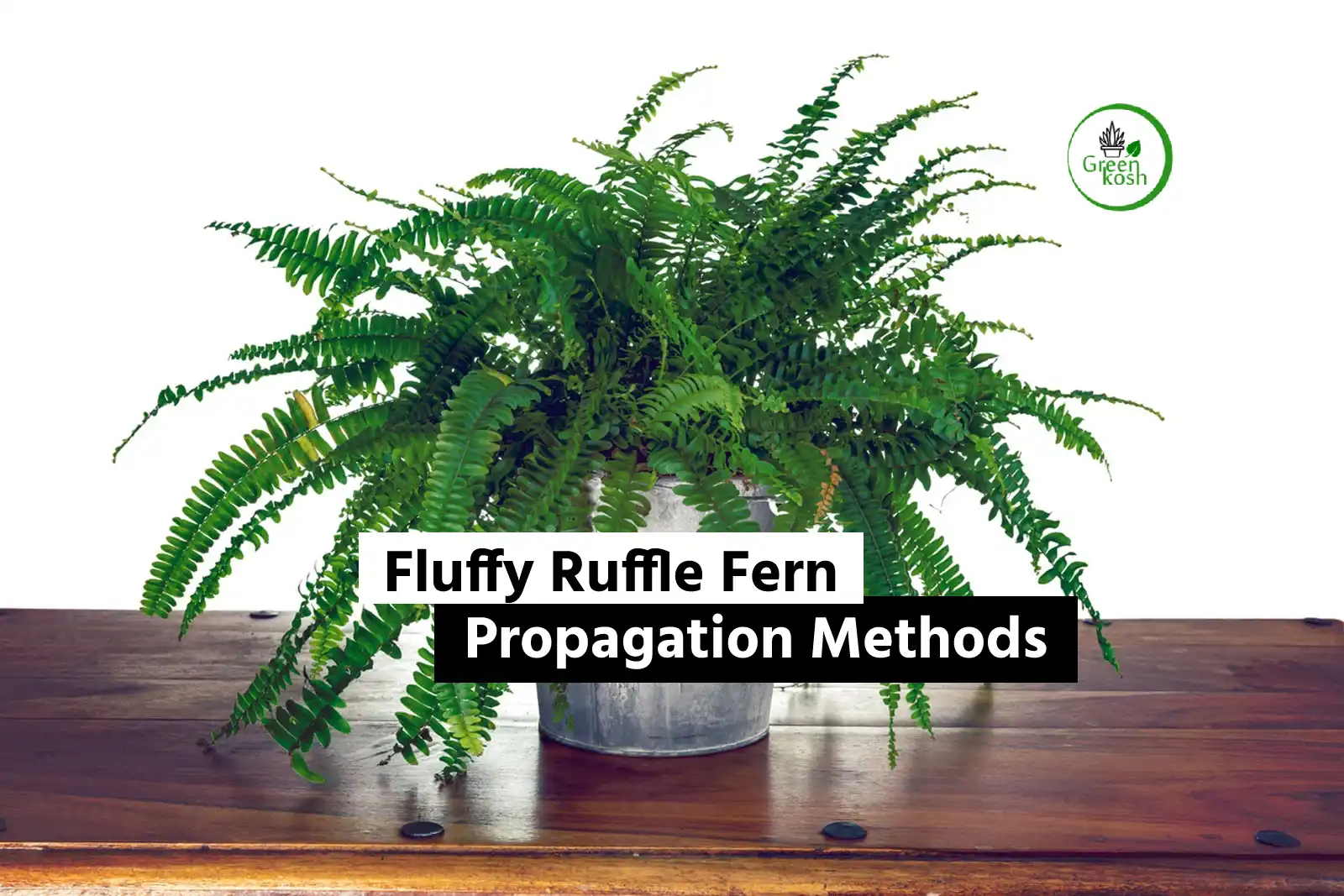 Complete Guide about the Propagation of Fluffy Ruffle Fern - Propagate ...