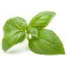 Different Varieties & Types of Basil (Tulsi): Understanding their ...