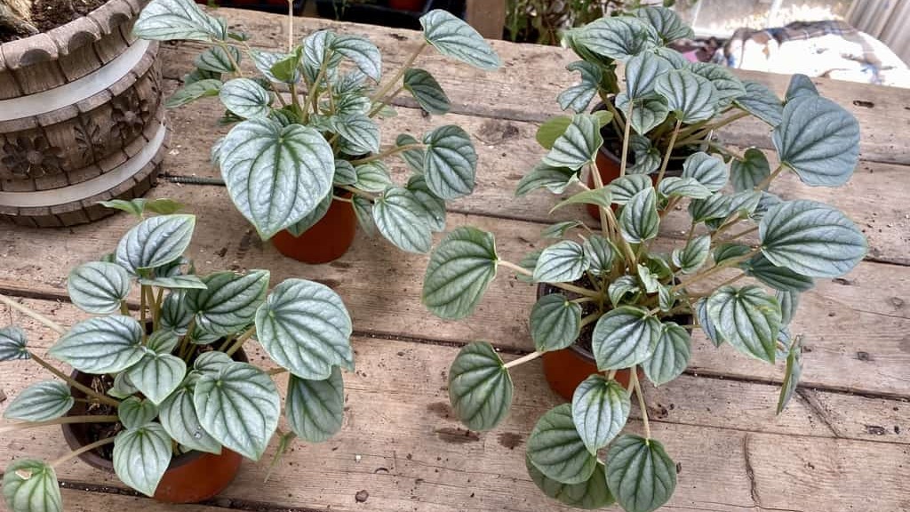 Peperomia Frost Care: A Guide to this Elegant Houseplant - Greenkosh