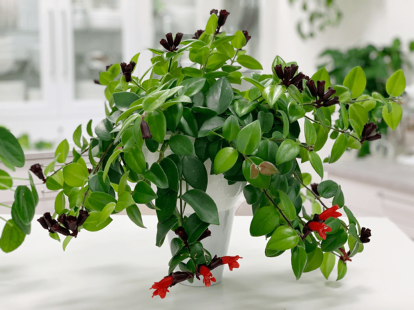Lipstick Plant Varieties: A-Z Guide Everything You Need To Know - Greenkosh