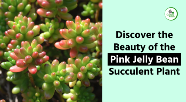 The Pink Jelly Bean Plant: A Cute and Easy-to-Grow Succulent - Greenkosh