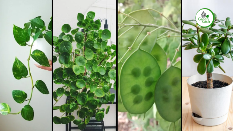 Types of Money Plant: Your Guide to Wealth-Boosting Plants around the ...