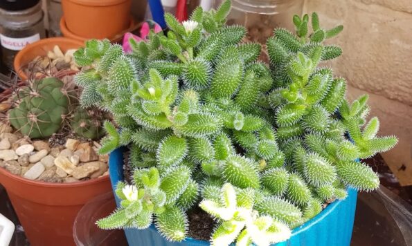Pickle Plant: A Unique and Easy-to-Grow Succulent - Greenkosh