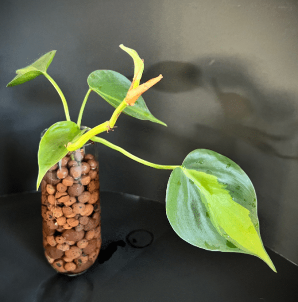 Grow these Indoor Plants Easily with LECA Clay Balls - Greenkosh